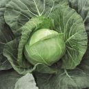 Капуста белокочанная
