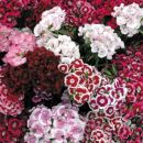 Гвоздика турецкая (Dianthus barbatus F1) Diabunda Mix, 20 драже